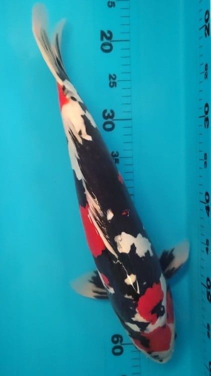 Showa Sanshoku — 7 Stunning Varieties & the Story Behind Japan’s Iconic Koi